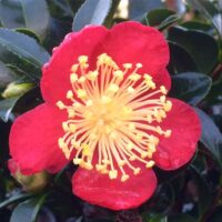 Yuletide | Jons Nusery